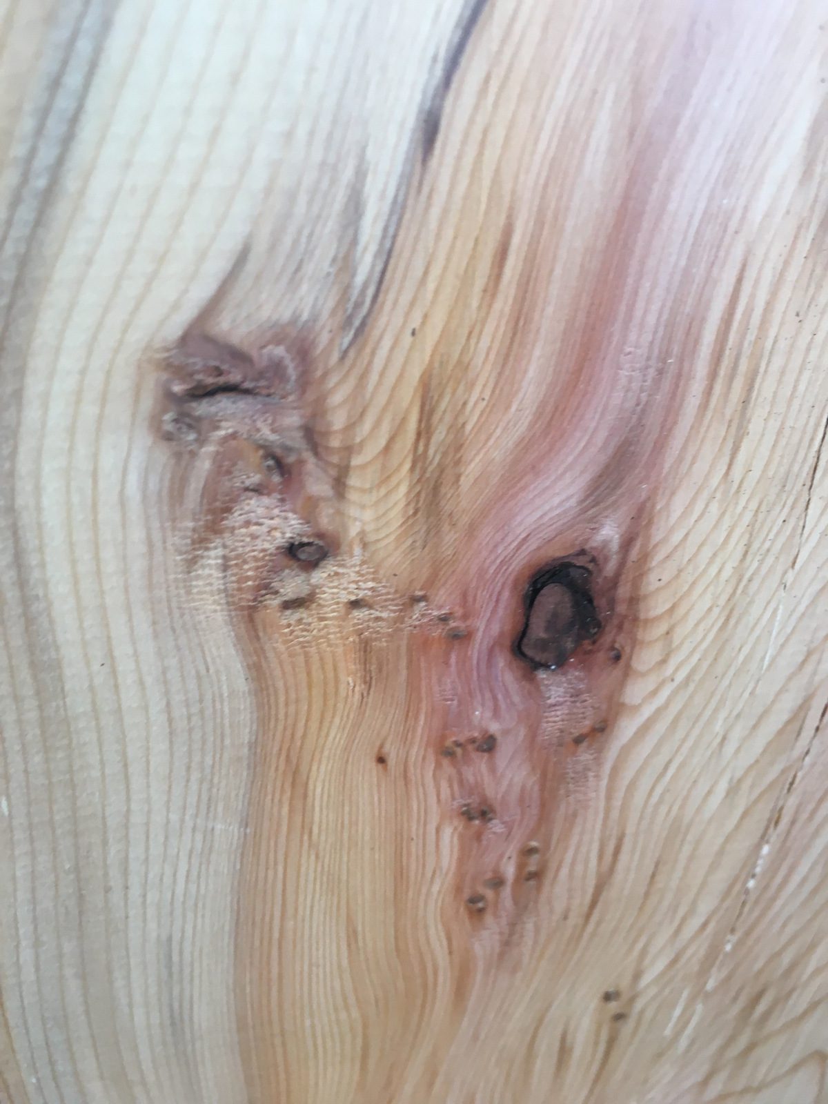 PIPPY YEW Natural Waney Live Edge Slab Wood Board