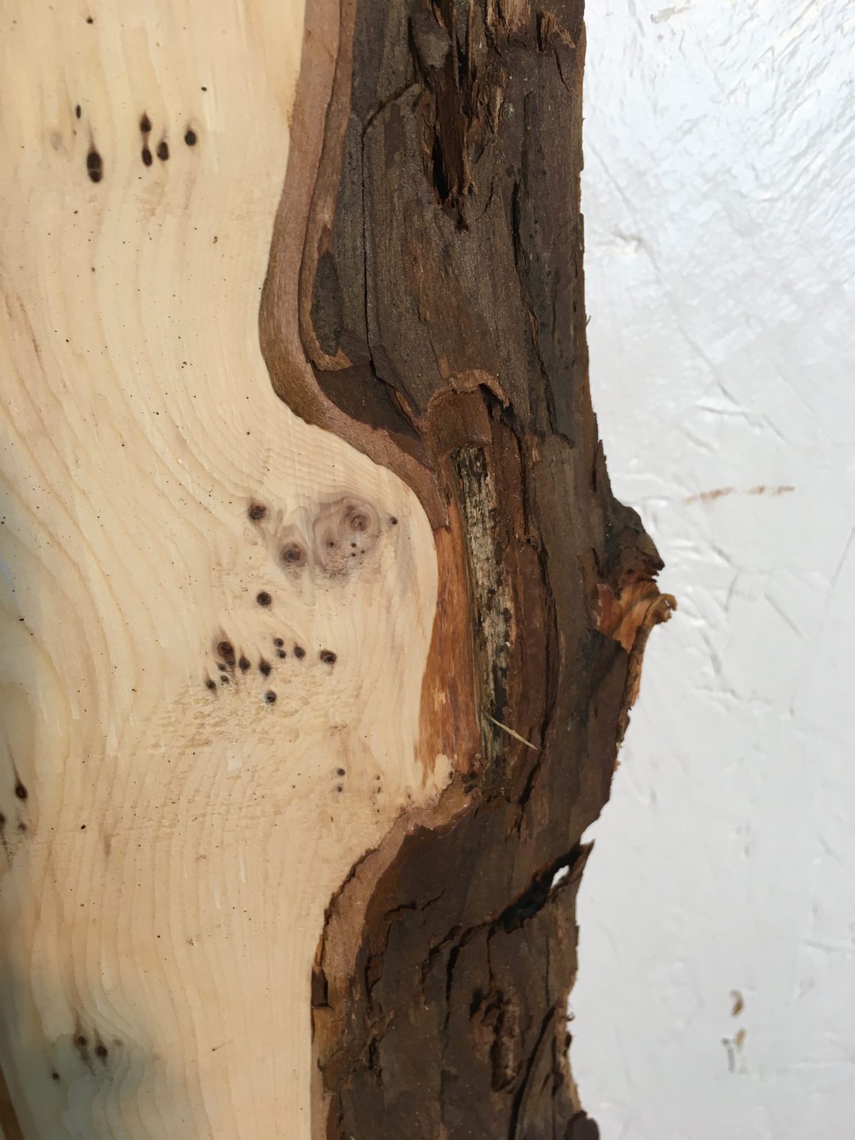 PIPPY YEW Natural Waney Live Edge Slab Wood Board