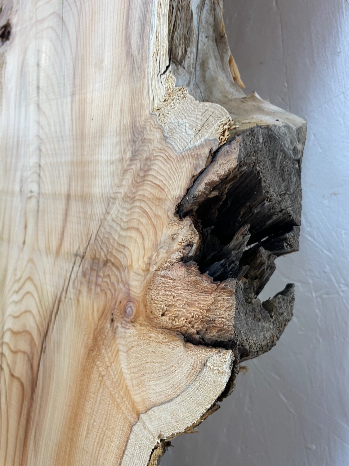 YEW Natural Waney Edge Slab Planed Finish Hardwood Board