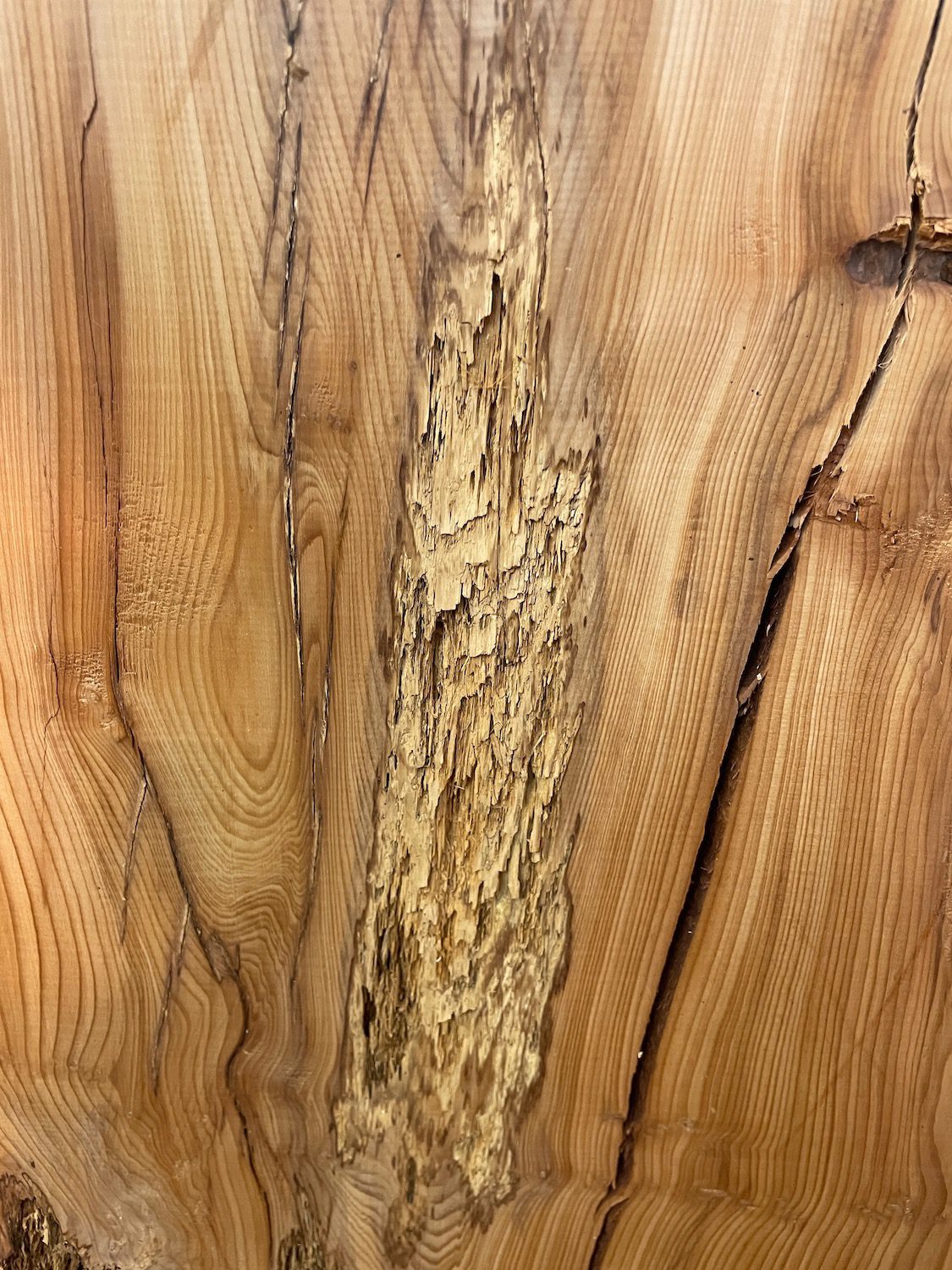 YEW Natural Waney Edge Slab Planed Finish Hardwood Board